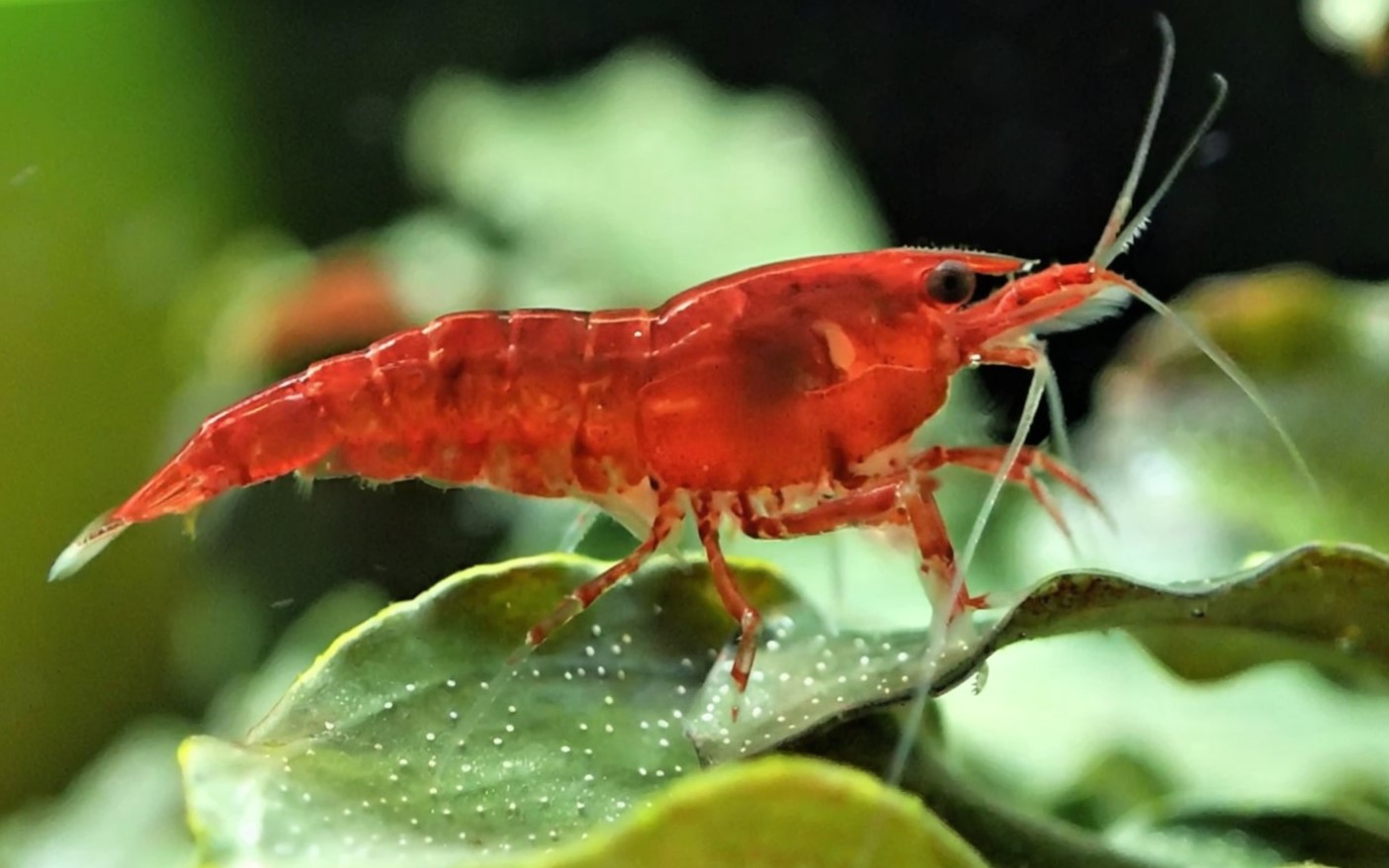 Low Maintenance Aquarium Pets - Planted Aquarium, Fish Care ...