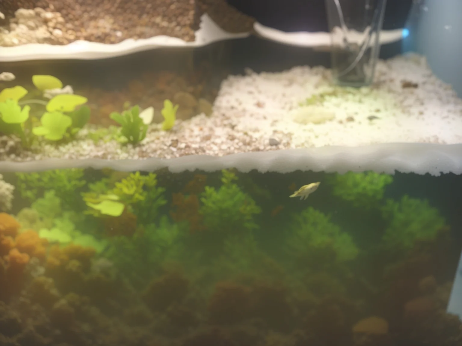 Dealing with Foam in Turtle Tank - Aquarium Swimming Pool and Spa